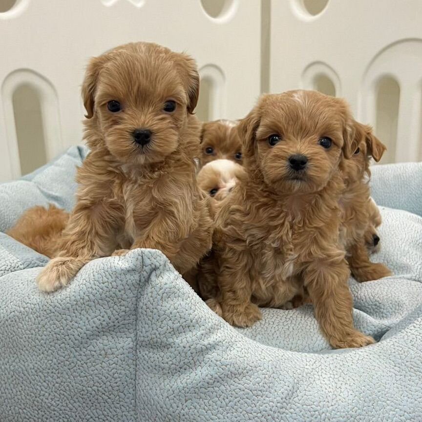 Мальтипу, щенок