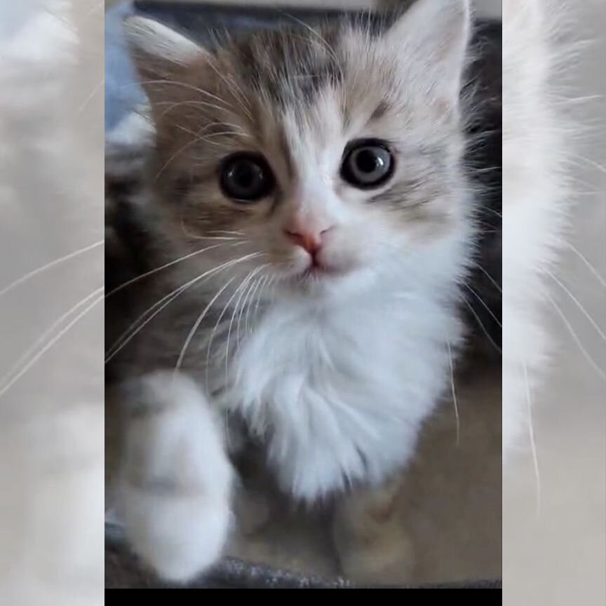 Кошка курильский бобтейл кошечка