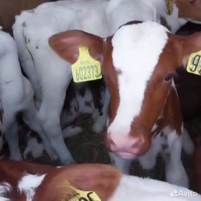 Продажа бычков телят