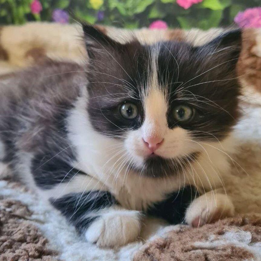 Котёнок, чёрно-белый котик, привезу