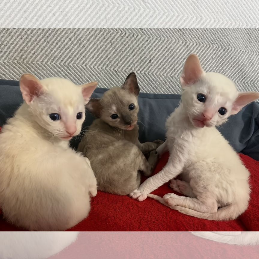 Корниш-рекс котёнок