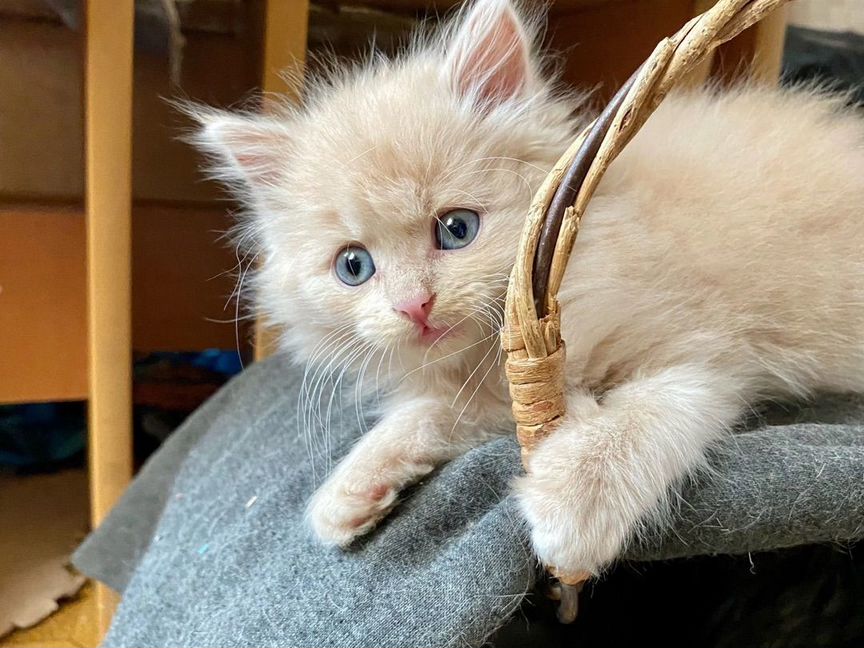 Котенок в добрые руки