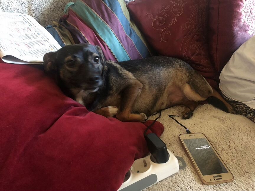 Маленькая собака на подушку ищет дом