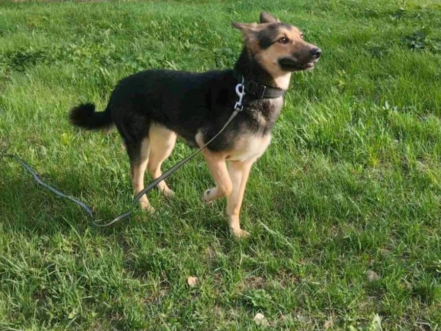 Собака в добрые руки