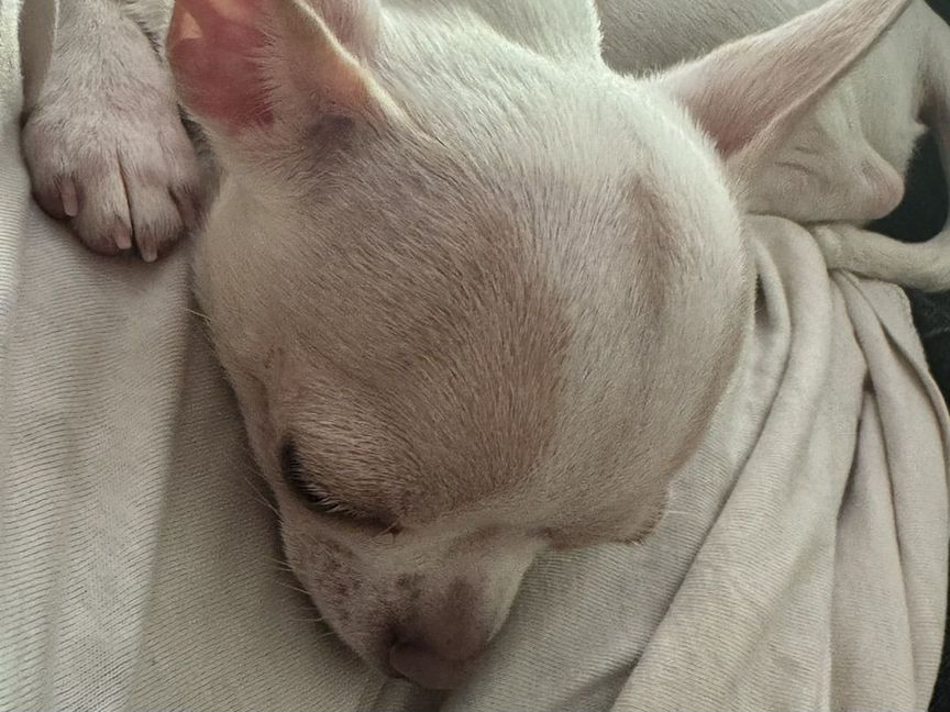 Собачка чихуахуа