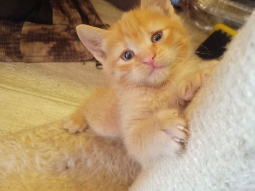 Котенок в добрые руки