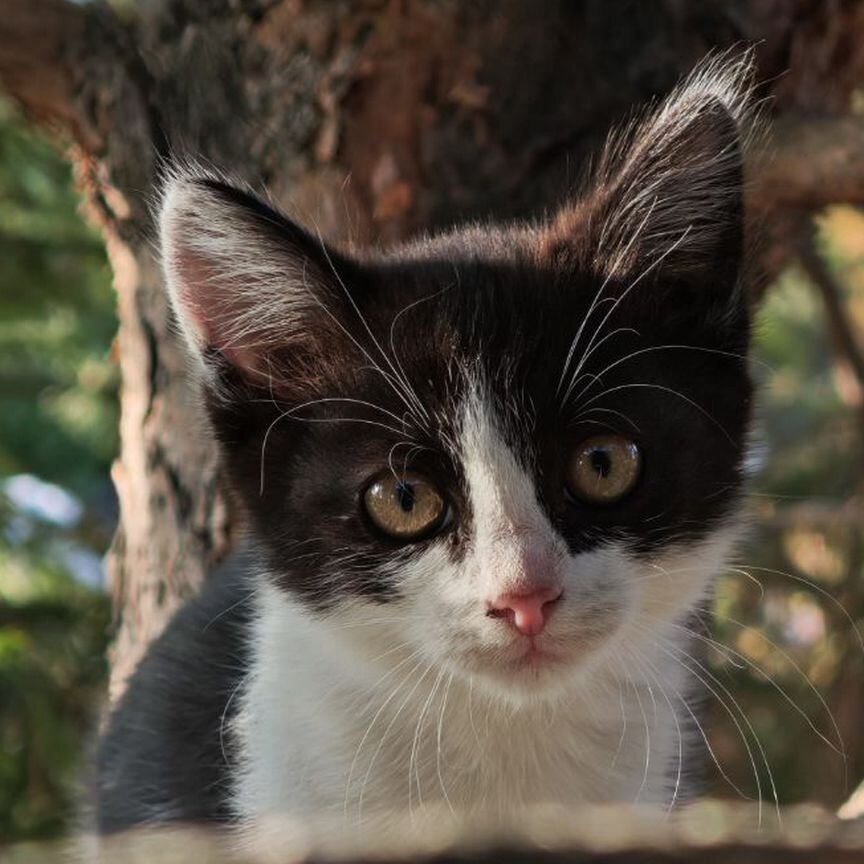 Котенок в добрые руки