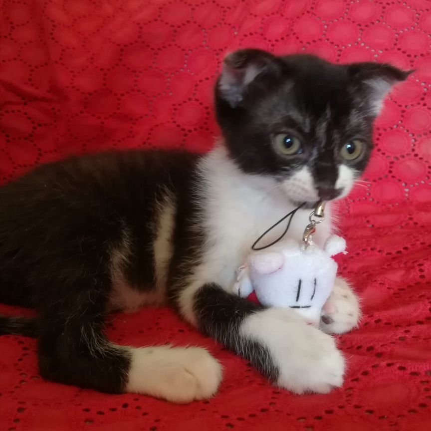 Маленький котенок
