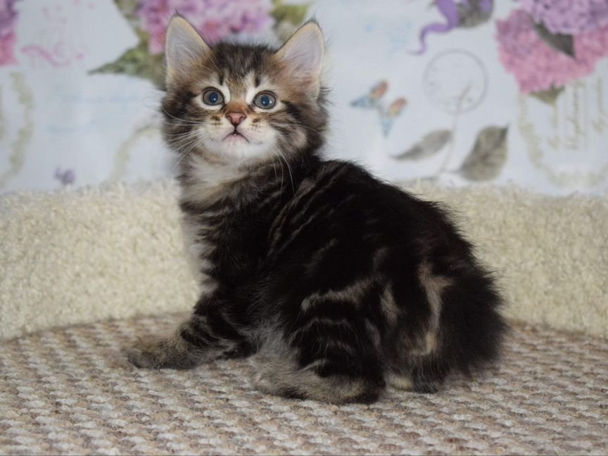 Рысенок, курильский бобтейл