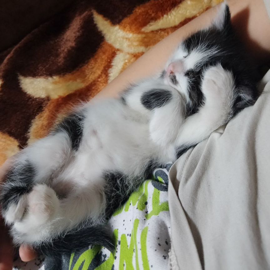 Котёнок в добрые руки