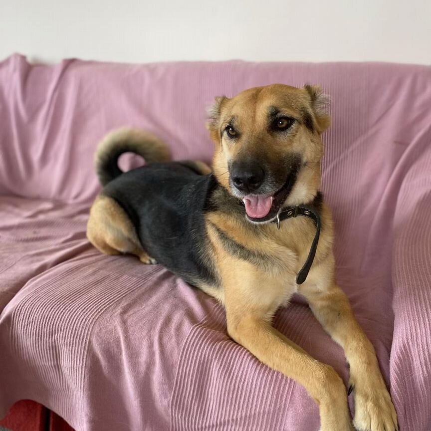 Собачка Сарра в добрые руки