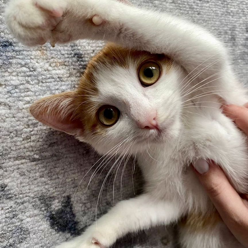 Котенок мальчик ищет дом