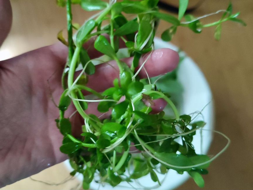 Водные растения для аквариума