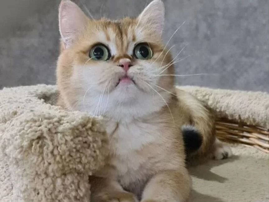 Британская огненная шиншилла