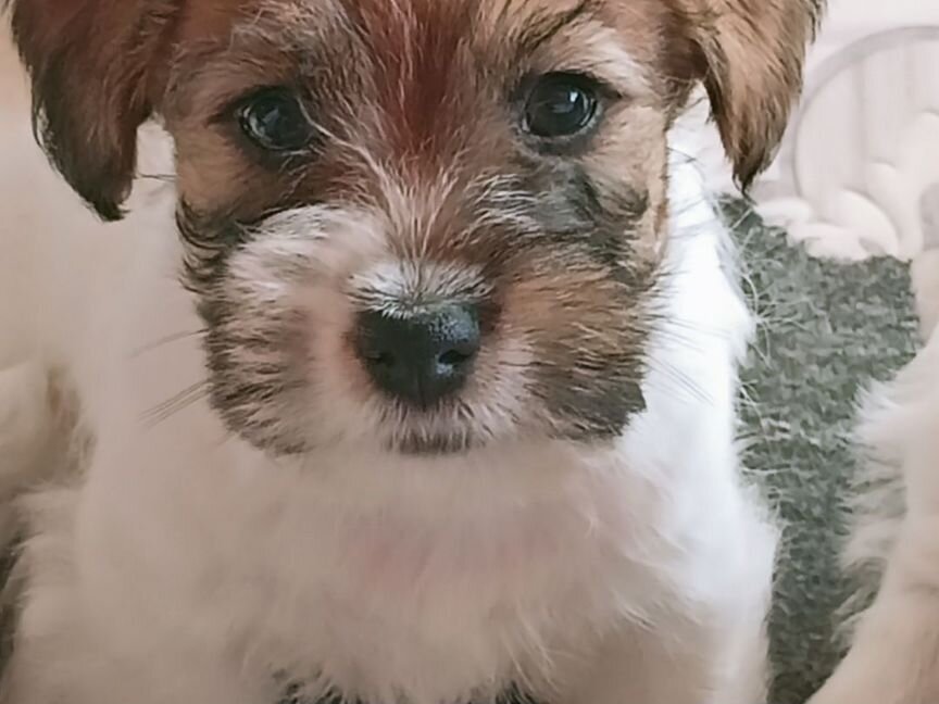 Щенок джек рассел терьер