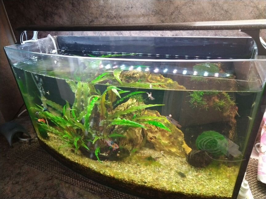 Аквариум с оборудованием и населением