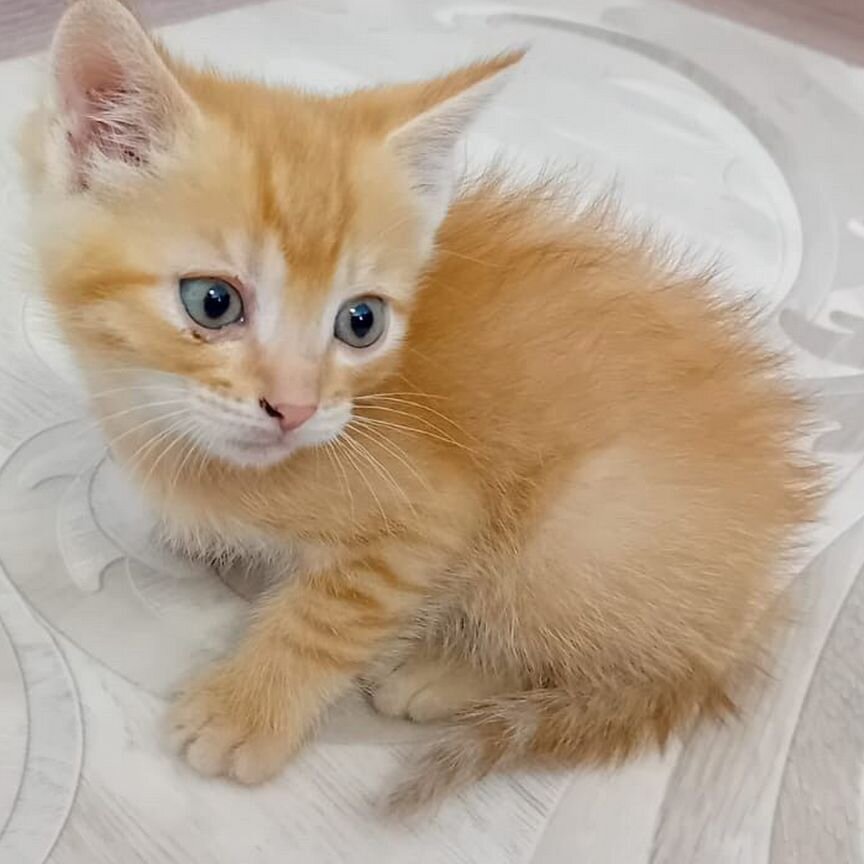 Котята в добрые руки бесплатно (Минусинск)