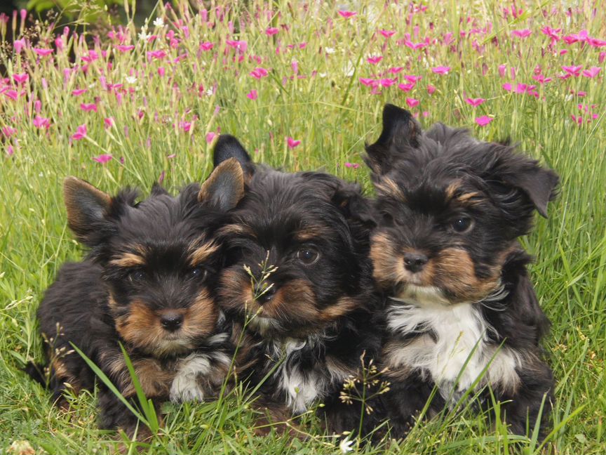 Цветной йорк-мальчики