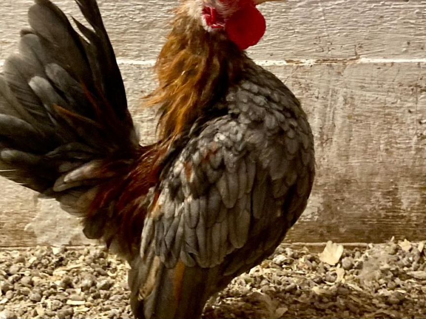 Петух Малазийская серама