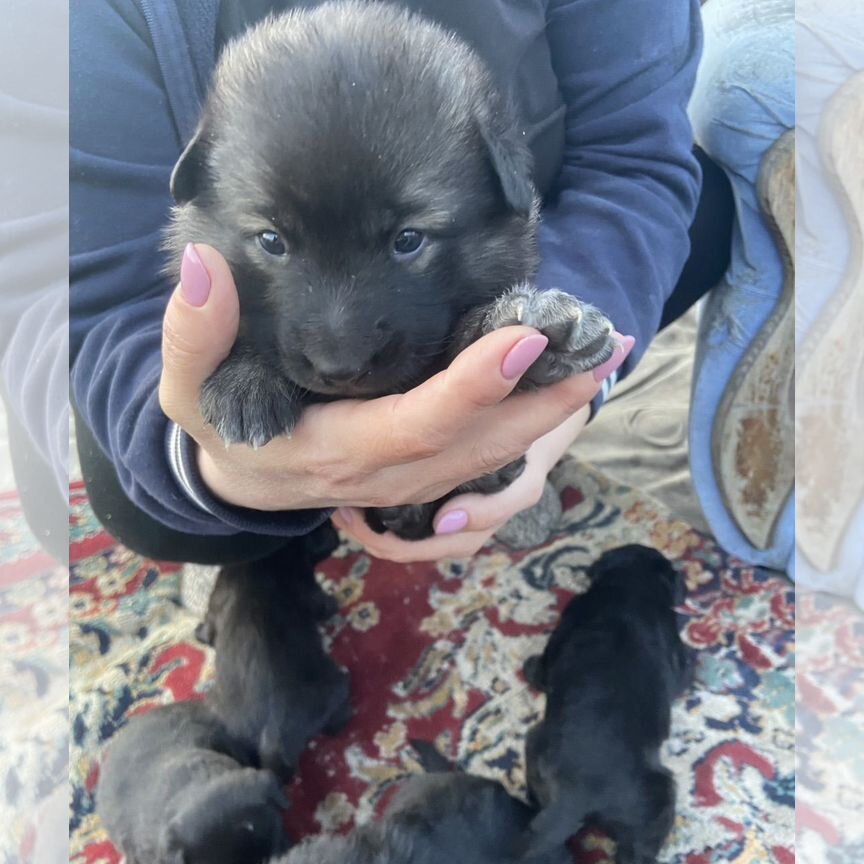 Лабрадор-ретривер, щенок