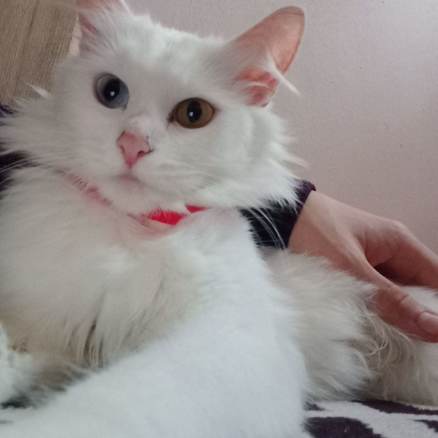 В добрые руки Турецкая ангора с разными глазами