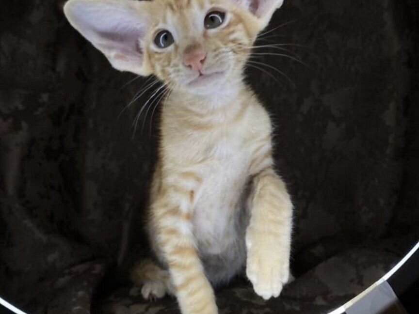 Ориентальный котомэн