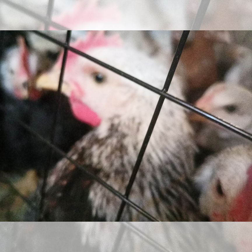 Молодые петушки