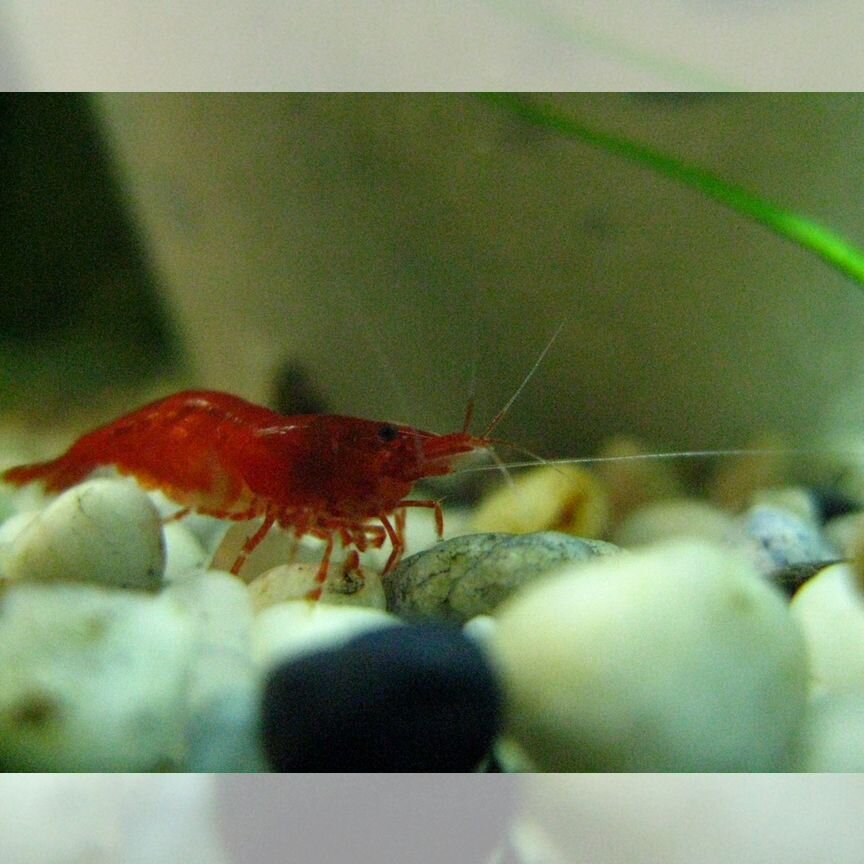 Креветки вишня (молодь)