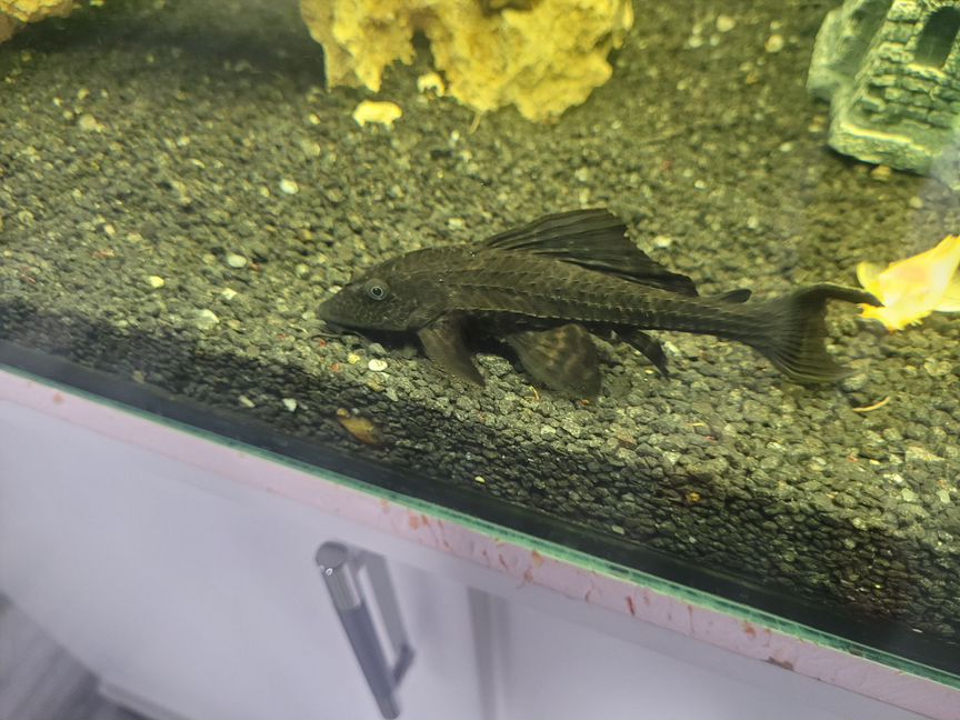 Сом плекостомус