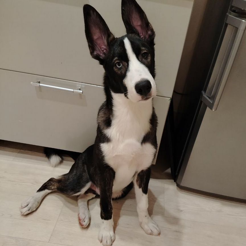 Щенок в добрые руки