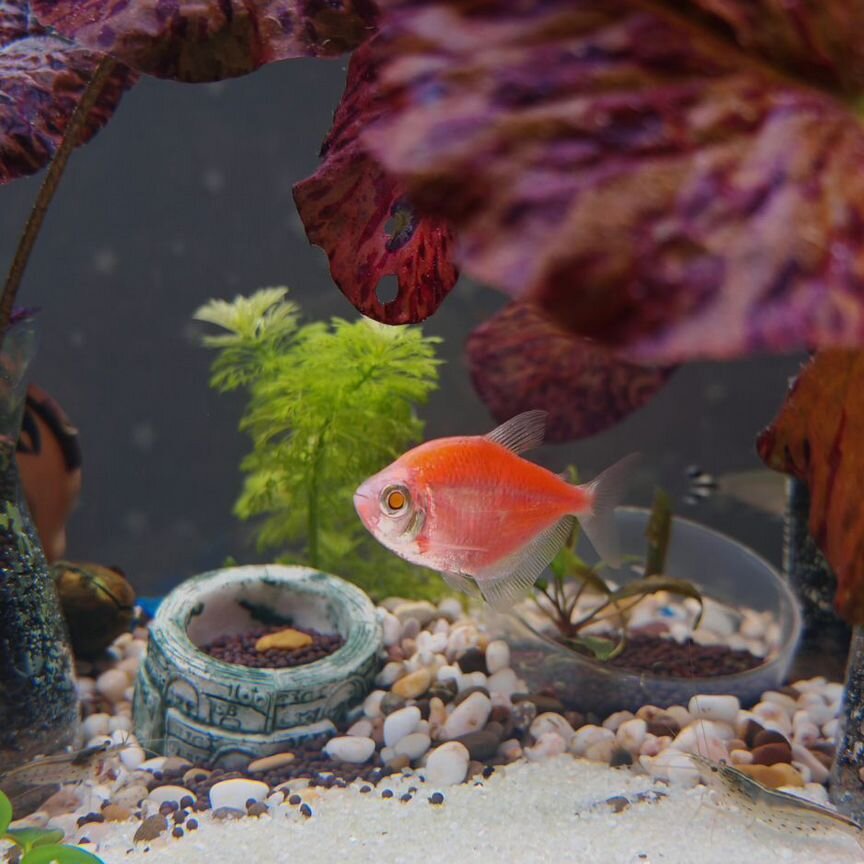 Красная тернеция, Сомик боция