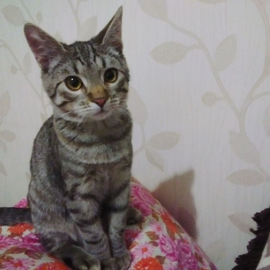 Котик мальчик в дом