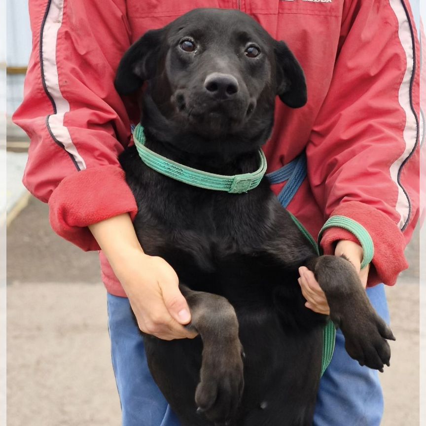 Взрослая собака в добрые руки