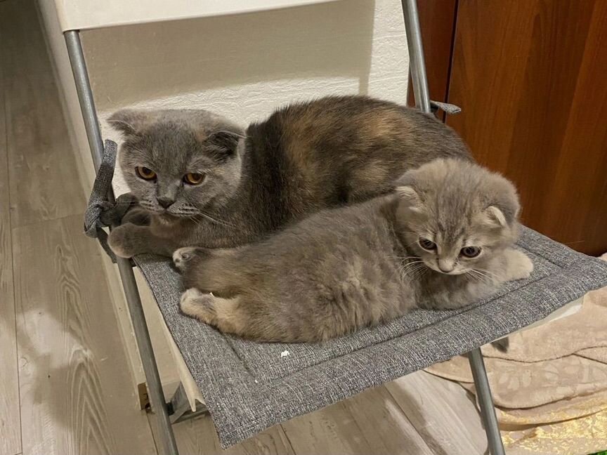 Шотландские вислоухие котята бесплатно