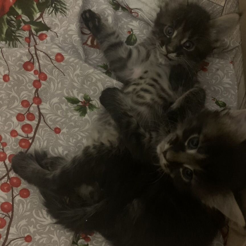 Котята мейн-кун