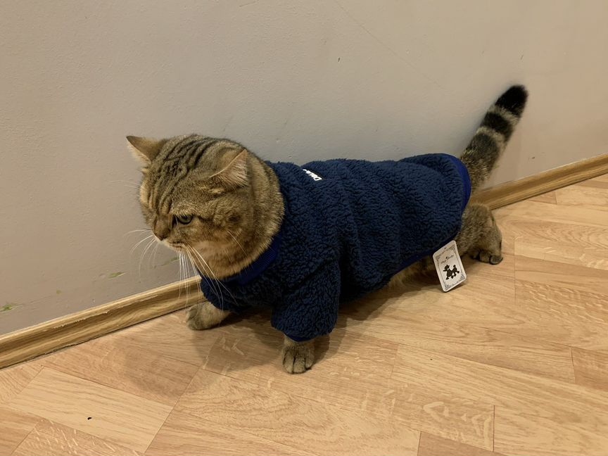 Одежда для собаки или котика