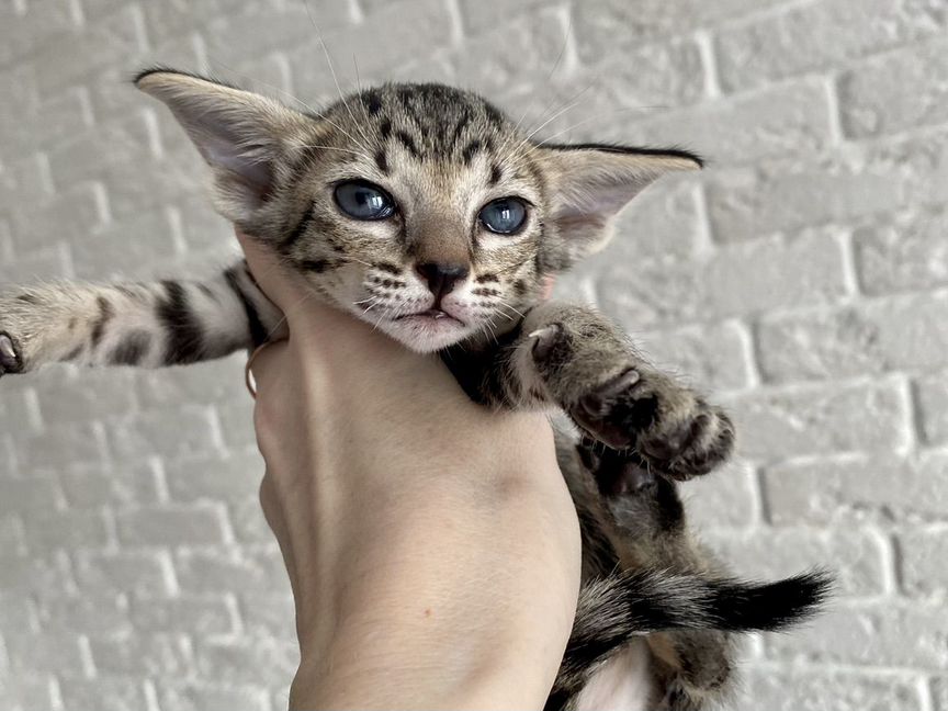 Ориентальная кошечка