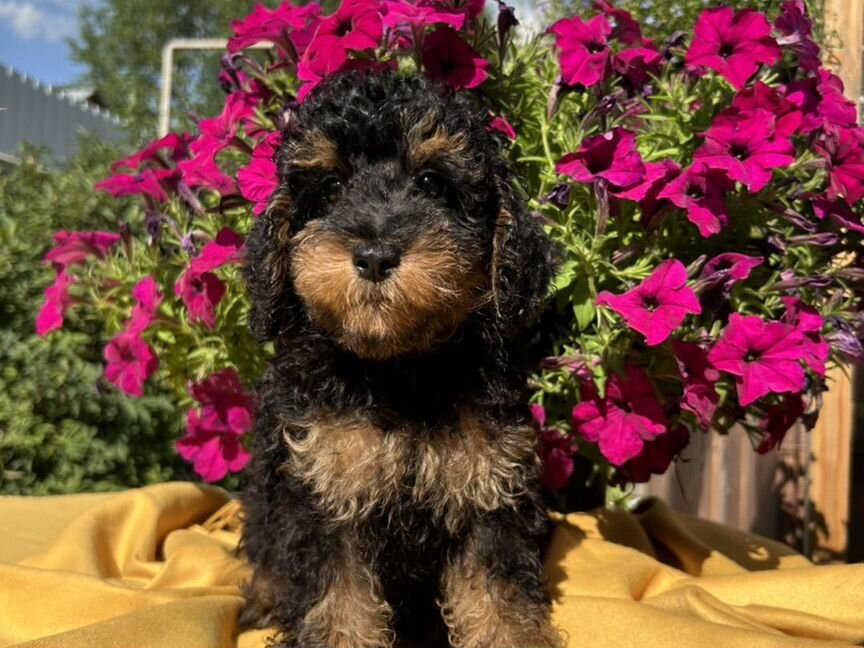 Щенки той пуделя phantom