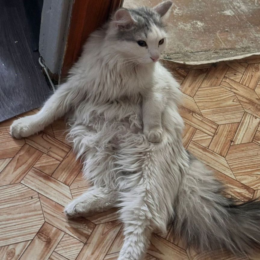 Отдам котика Турецкой ангоры