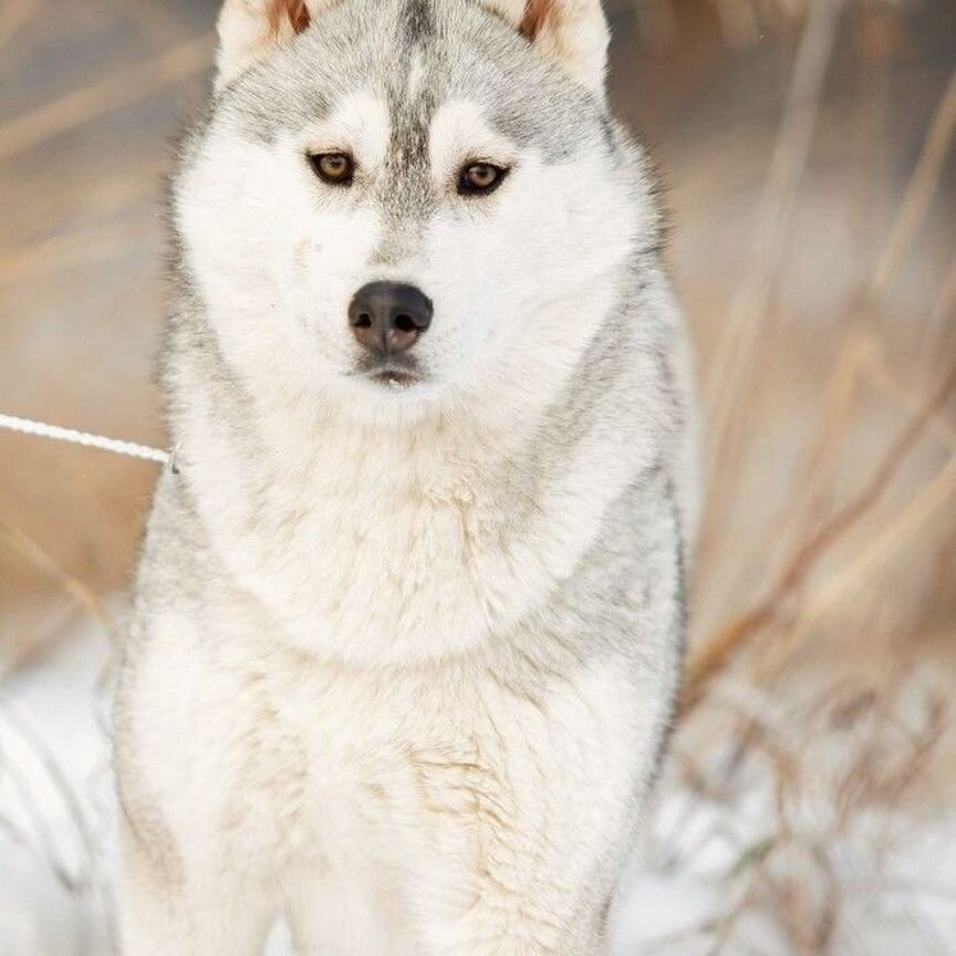 Шикарная сука хаски