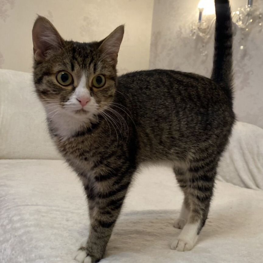 Котёнок в добрые руки