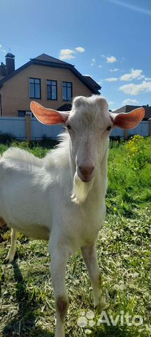 Козел зааненский 26 месяцев