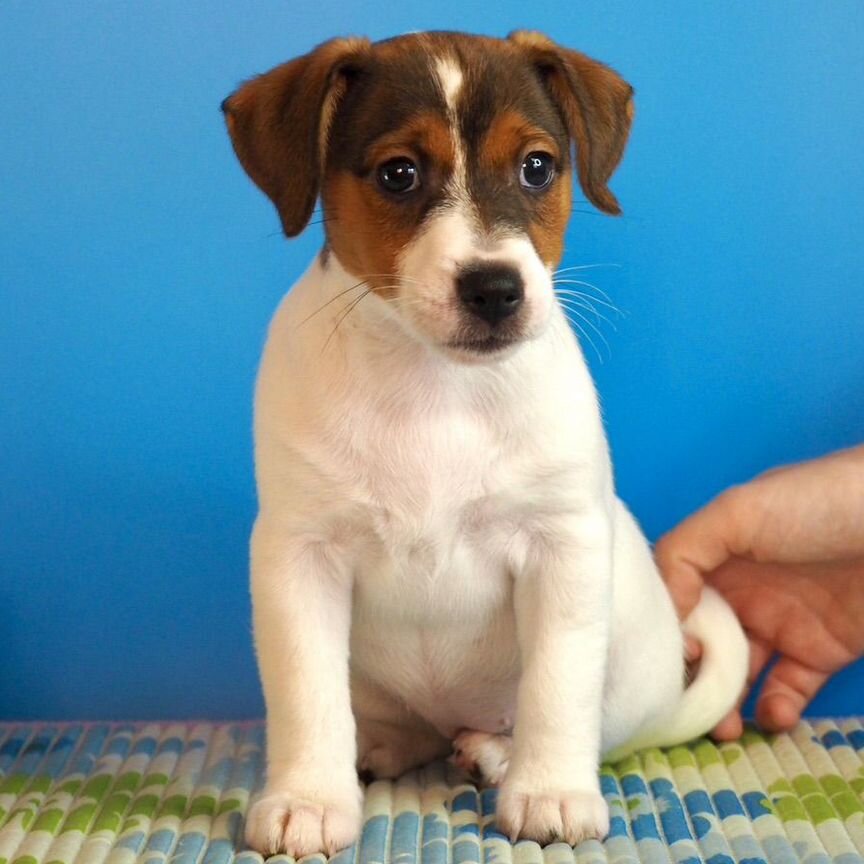 Щенки джек рассел терьер гладкошерстные
