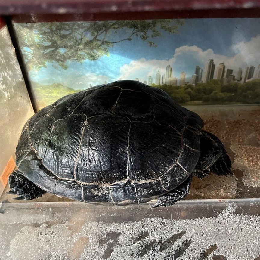 Черепаха красноухая, аквариум отдам в хорошие руки