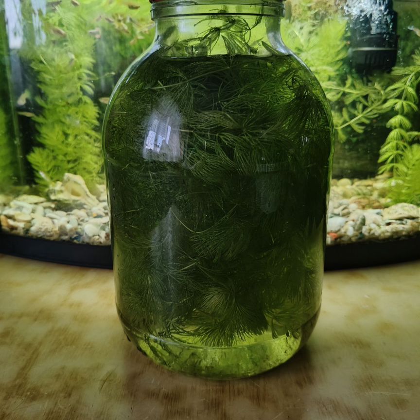 Роголистник