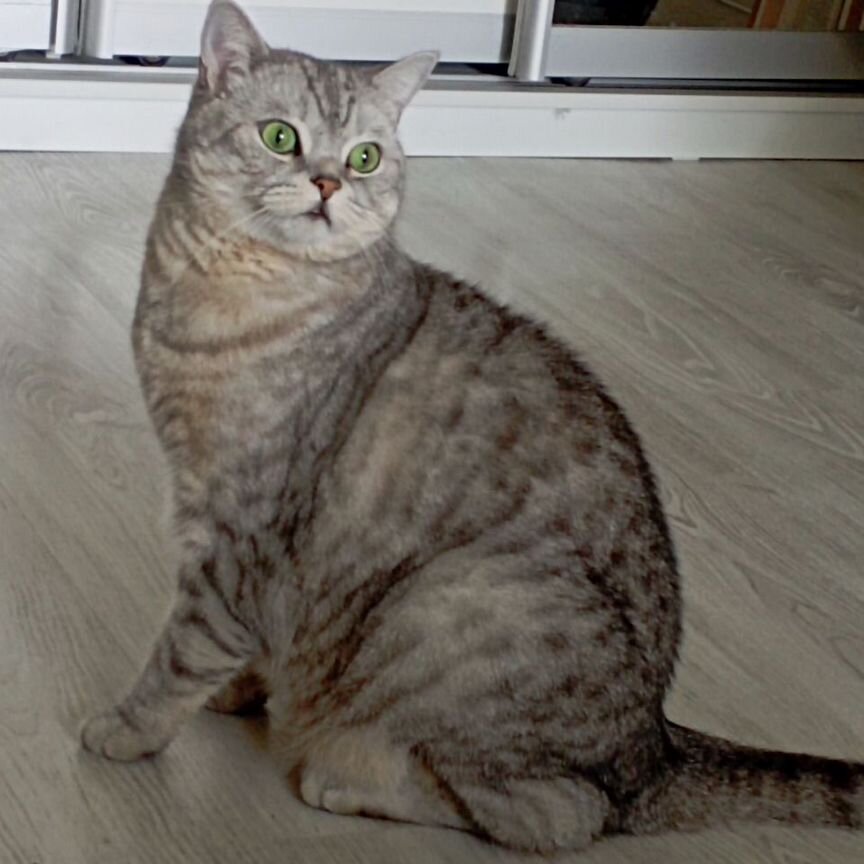 Британский короткошёрстный, взрослый кот