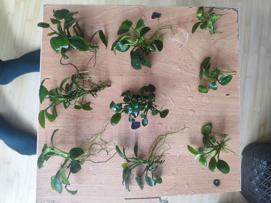 Аквариумные растения прополка