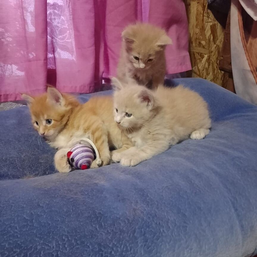 Котята мейн-кун