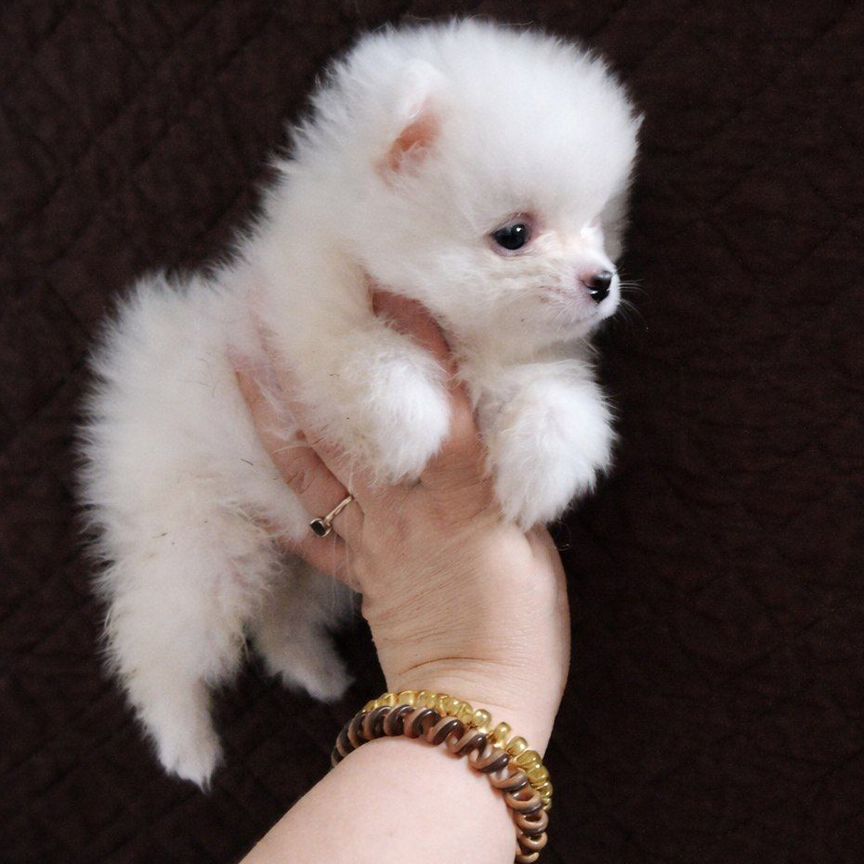 Померанский шпиц, щенок