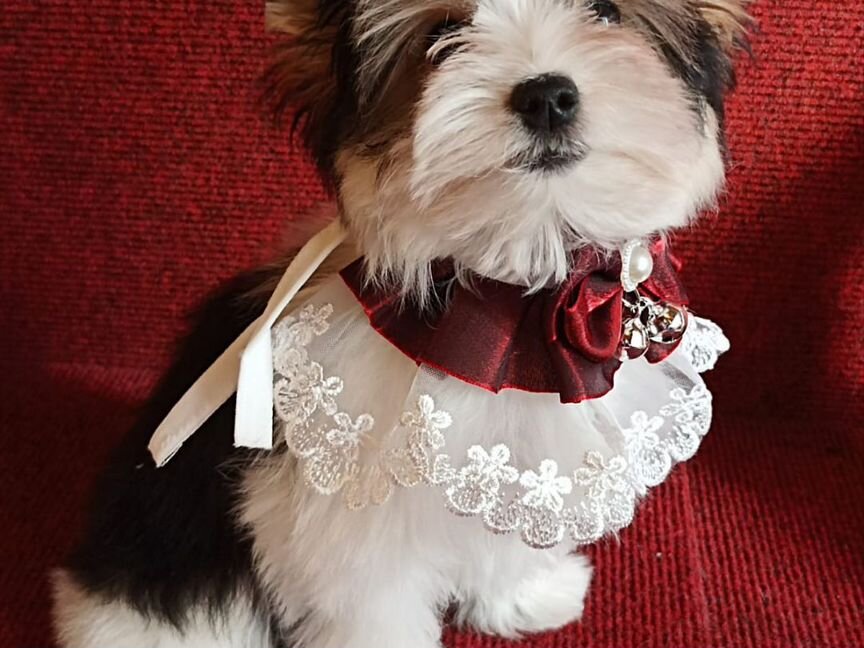 Яркая красотка